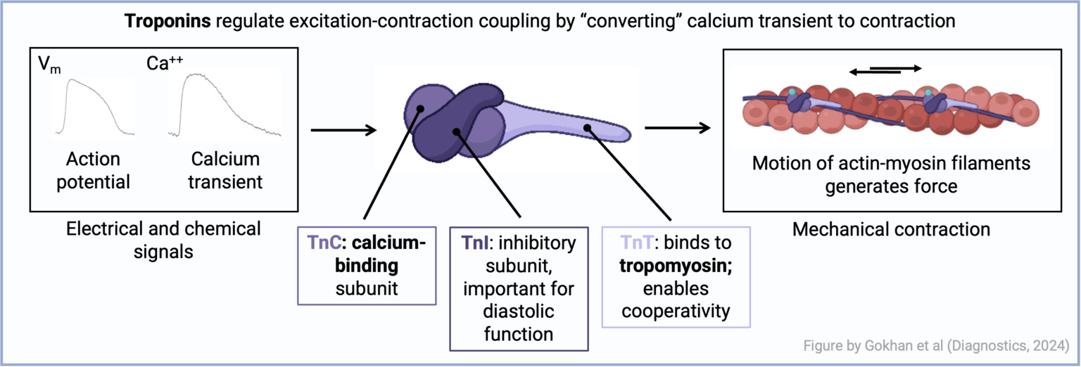 Molecular Structure of Troponin – Troponin Toolbox